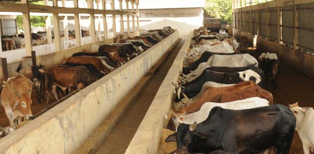 Cows pumped with antibiotics, treated as milk machines in dairies ...