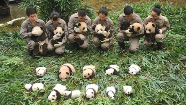 In Pics: These baby pandas making their debut will brighten your day ...