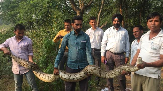 Wildbuzz | Mighty python freed | Hindustan Times