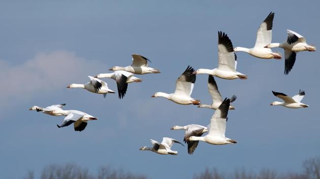 Dear bird watchers, these are the best places to see migratory birds ...