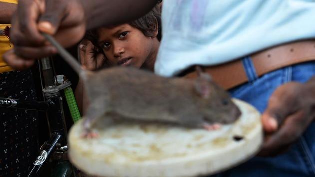 Photos: Among Bihar’s poorest, Musahars feed on rats for survival ...