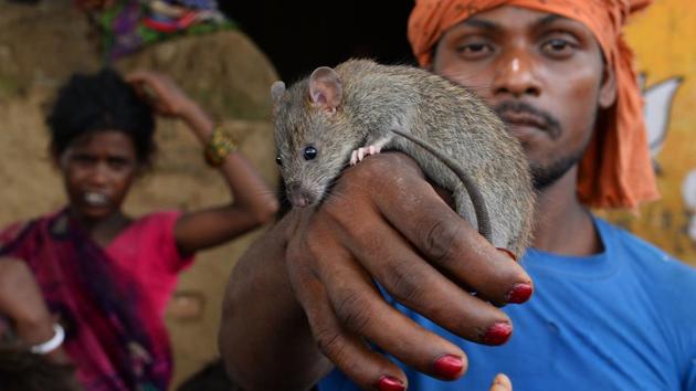 Photos: Among Bihar’s poorest, Musahars feed on rats for survival ...