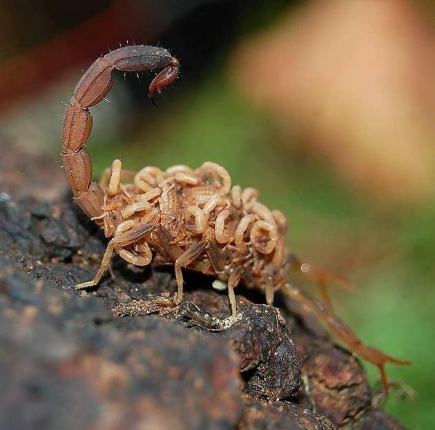 Wildbuzz: Of the ties of silence, diving champs, and the scorpion’s ...