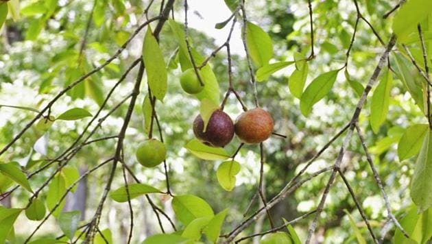Trouble cooking: Kokum tree could become extinct by 2050 due to climate ...