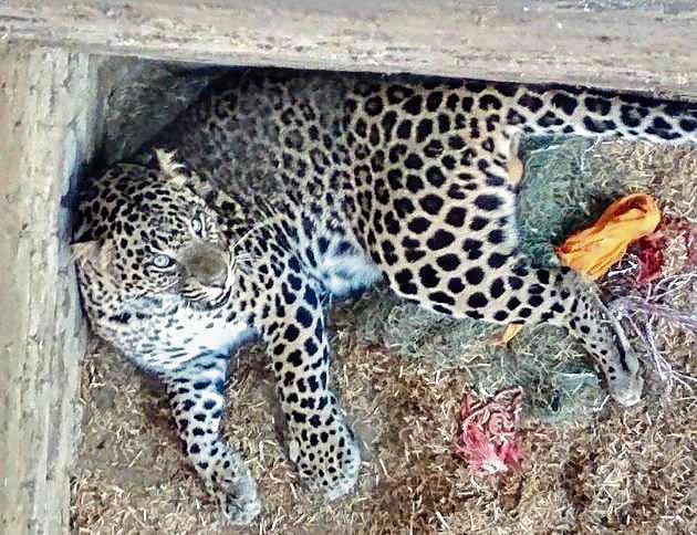 Panic in Tarn Taran villages as leopard mauls 3 | Hindustan Times