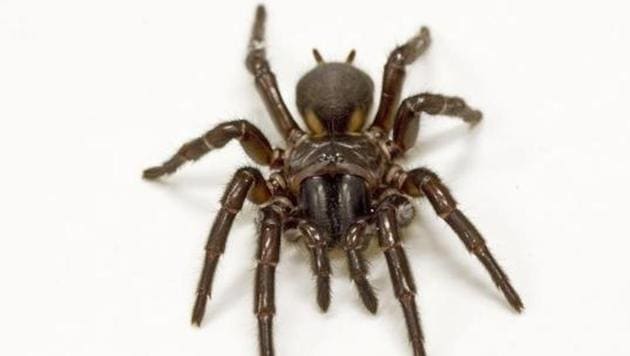Man burns down flat in California in bid to kill giant spider | World News