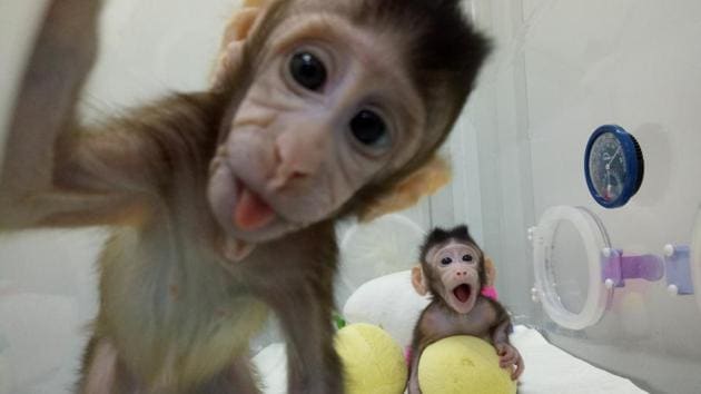 First monkeys cloned by process that made Dolly the sheep | World News