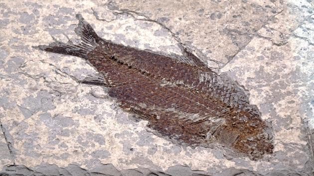 Colombia: Boy helps discover fossils of 90-million-year old fish specie ...