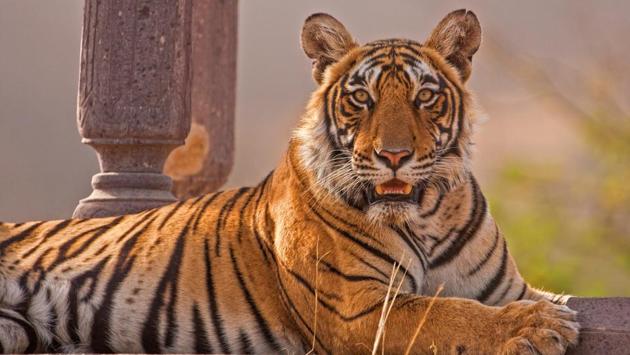 Photos: Aditya Singh’s photo exhibit brings the forests to a theatre in ...