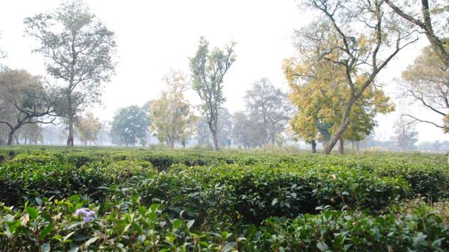 Uttarakhand plans tea tourism boost to curb migration - Hindustan Times