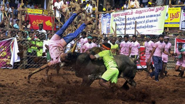 Man gored to death, 16 injured at Jallikattu event in Tamil Nadu ...