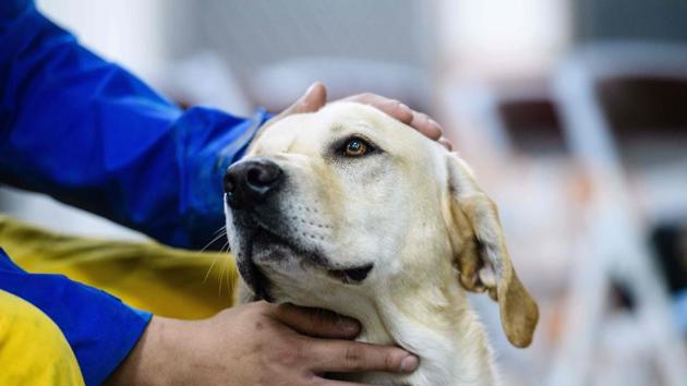 Labrador rescues survivor in Taiwan quake wreckage, hailed as hero on ...