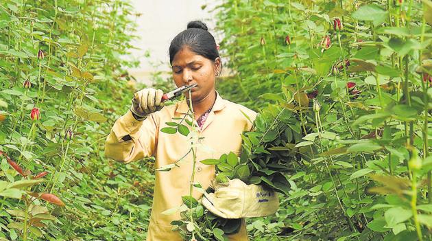 Valentine’s Day brings cheer to rose exporters with 15% growth ...