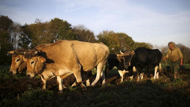Photos: For this French farmer, happiness is life before machines ...