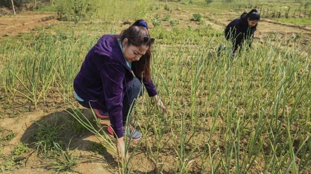 Photos: Gurgaon’s urban communities farm on rented agricultural land ...