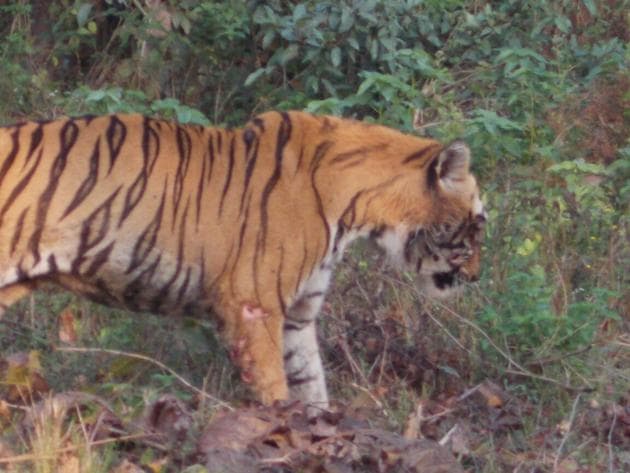 Two tigers found dead in Maharashtra over the past weekend | Mumbai news