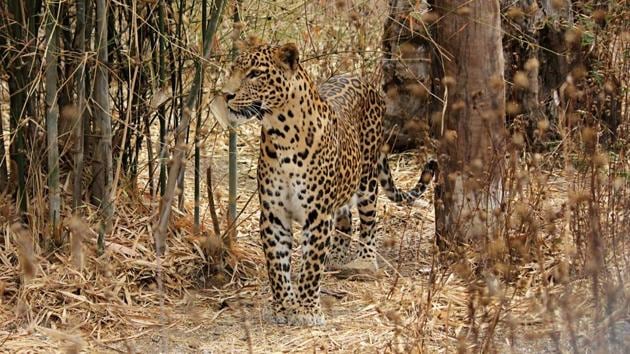 Why Junnar safari will give 35 leopards better life | Hindustan Times