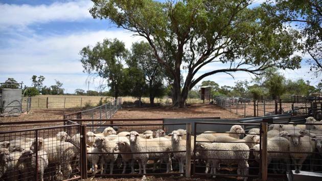 Photos | Shear success: More women take to sheep farming in Australia ...