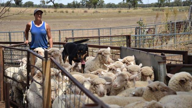 Photos | Shear success: More women take to sheep farming in Australia ...