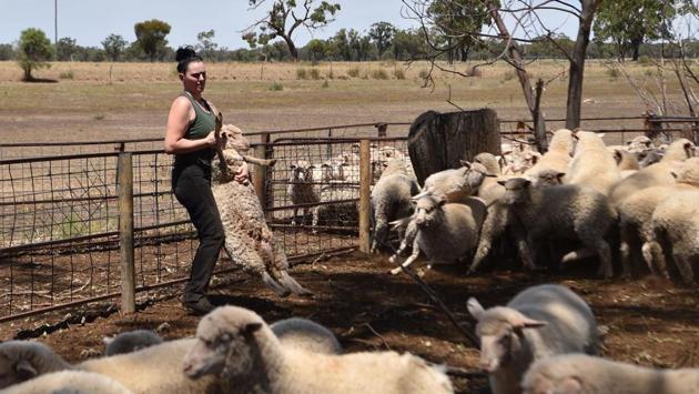 Photos | Shear success: More women take to sheep farming in Australia ...