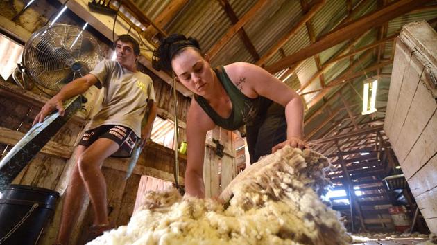 Photos | Shear success: More women take to sheep farming in Australia ...