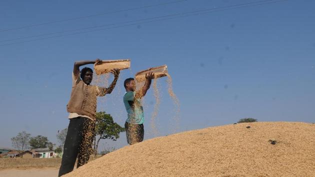 Way behind target: Jharkhand procures 1.47 lakh MT paddy in three ...