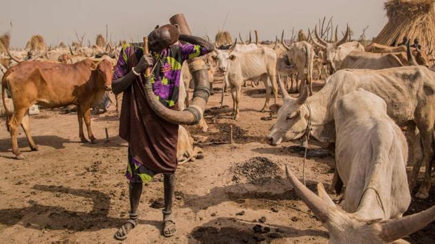 Photos: Inside a Dinka pastoral camp with the cattle grazers of South ...
