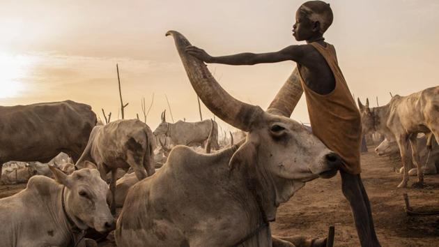 Photos: Inside a Dinka pastoral camp with the cattle grazers of South ...