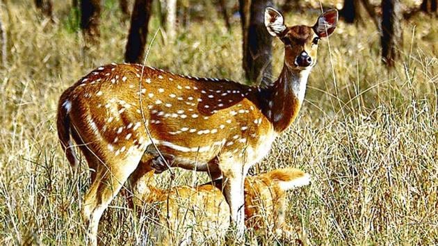 Over 100 cheetals to be shifted from Rashtrapati Bhavan to Rajasthan ...