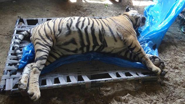 Sariska tiger died due to strangulation, cremated | Hindustan Times