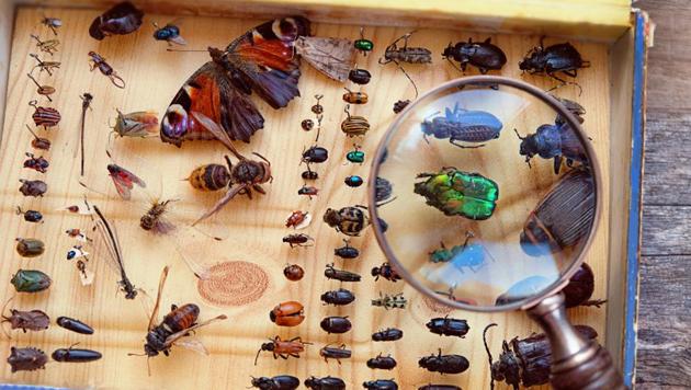 Are you fascinated by bugs? You will love this new insect museum in ...