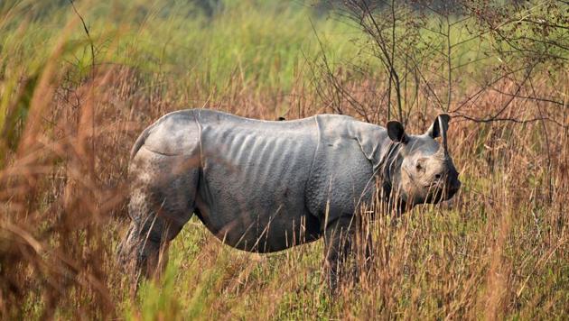 Photos: Rhino census shows numbers rising in Assam, activists raise ...
