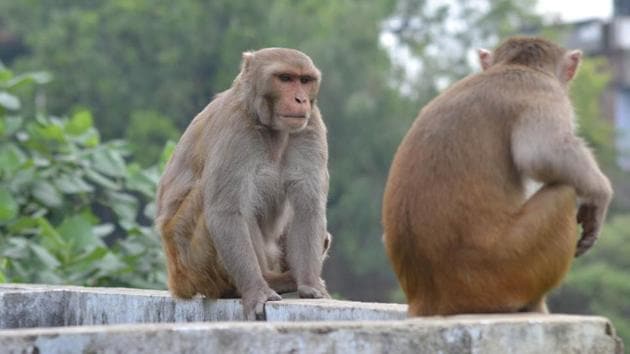 Forest dept gears up to begin sterilisation of monkeys in Kumaon region ...