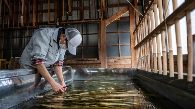 Photos: Making traditional washi paper in Japan | Hindustan Times