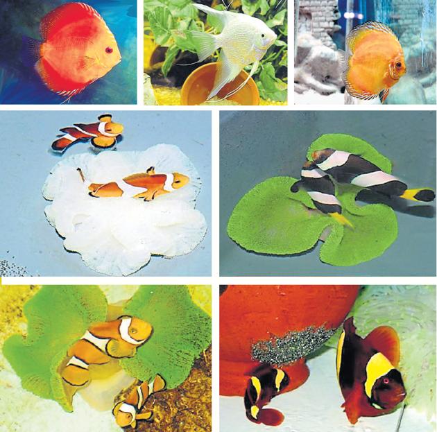 Oh fish! Mumbai to get a breeding centre soon | Mumbai news