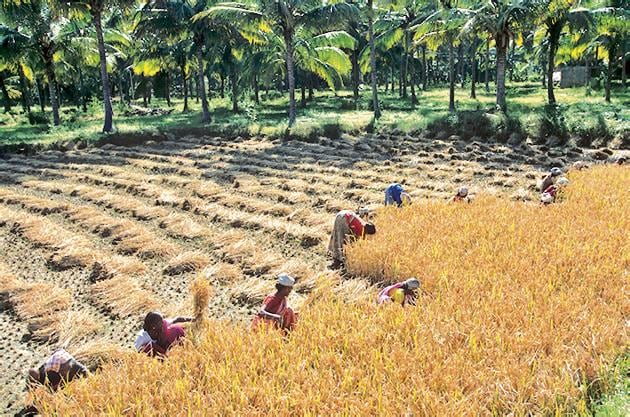 Review: Moong Over Microchips by Venkat Iyer - Hindustan Times