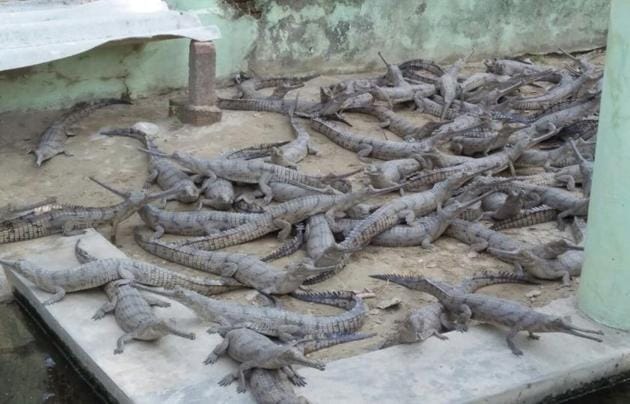 ‘Critically endangered’ gharials thriving at Kukrail breeding centre ...