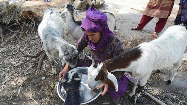 Photos: Jammu and Kashmir’s Bakarwal nomads migrate early after Kathua ...