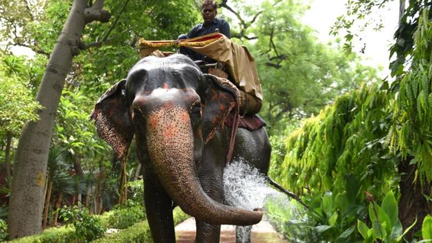 The grand and luxurious life of Delhi’s ‘last’ elephant | Latest News Delhi