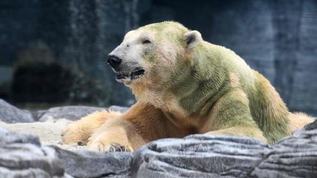 Singapore’s beloved Inuka, first polar bear born in the tropics, is put ...