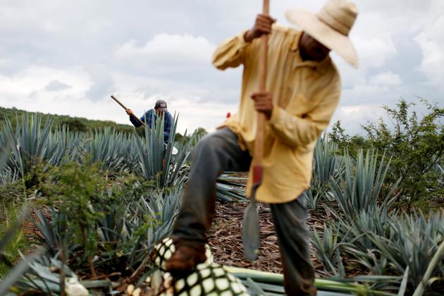 Photos: Global tequila boom rooted in traditional farming in Mexico ...