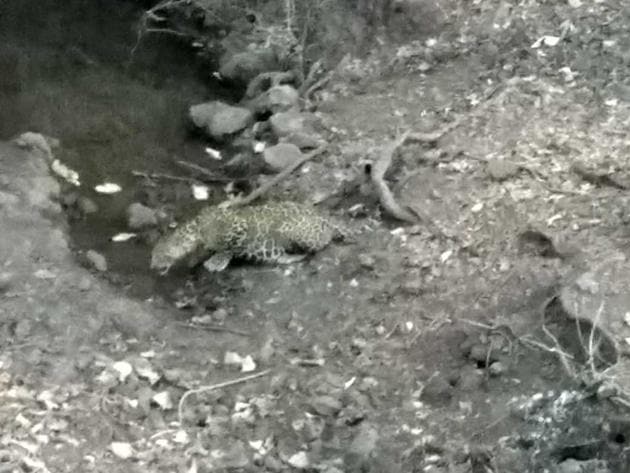 32% drop in animals spotted at SGNP, Tungareshwar in Maha during ...