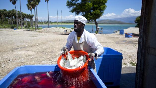 Photos: Haitian expats return home to make fish affordable | Hindustan ...