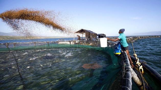 Photos: Haitian expats return home to make fish affordable | Hindustan ...