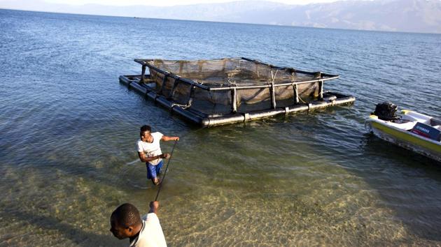 Photos: Haitian expats return home to make fish affordable | Hindustan ...