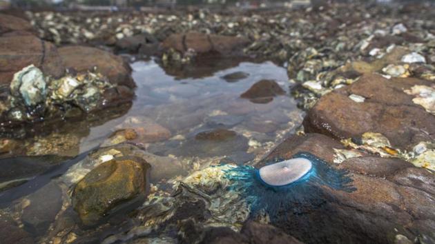 From the holy month of Ramzan to World No Tobacco Day: India this week ...