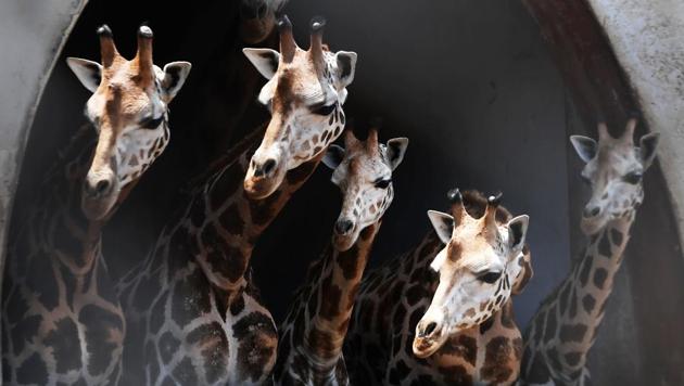 From Mumbai monsoon to World Environment Day: India this week ...