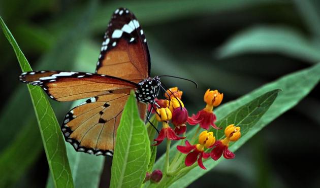 How winged beauties at Thousand Shades Butterfly Park charm ...