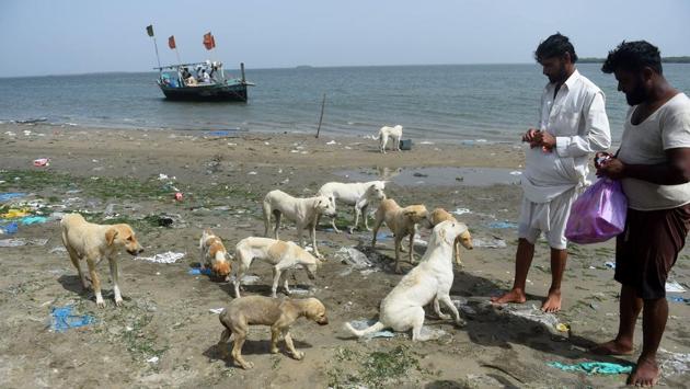 Photos: Pakistan fishermen feed Karachi’s islands of stray dogs ...