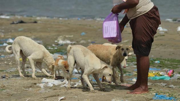 Photos: Pakistan fishermen feed Karachi’s islands of stray dogs ...